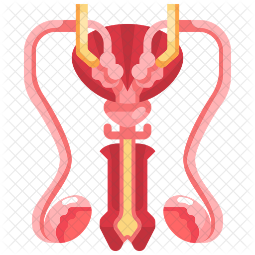 Male Reproductive System Icon Download In Flat Style