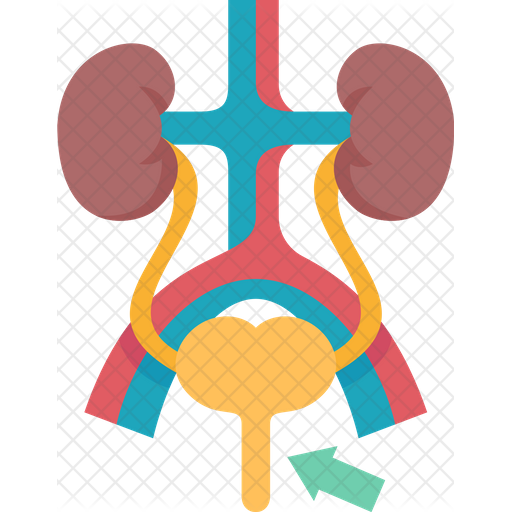 Urethra Icon - Download in Flat Style